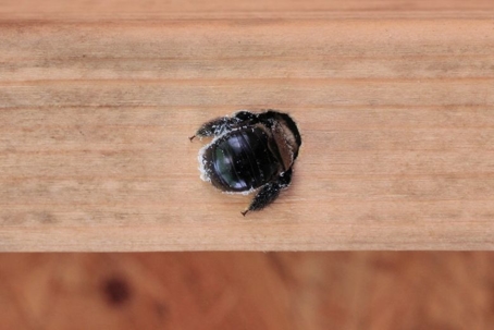 Carpenter Bee Damage | Miche Pest Control