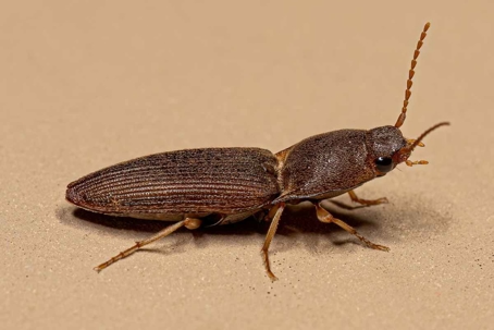 Do Beetles Fly? | Miche Pest Control