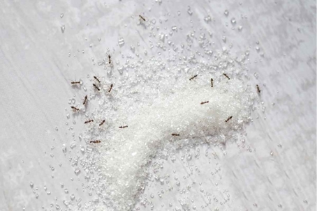 Do Sugar Ants Bite Miche Pest Control