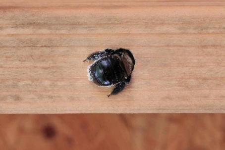 Trapping Carpenter Bees | Miche Pest Control