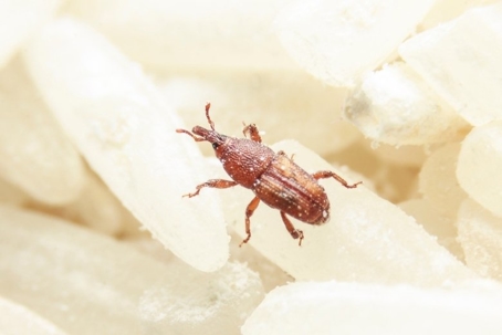 Weevil Damage | Miche Pest Control