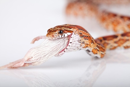What Do Corn Snakes Eat? | Miche Pest Control