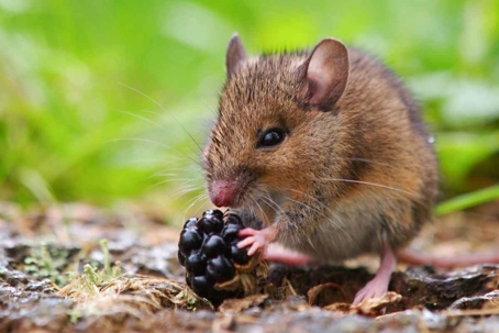 What Do Field Mice Eat? | Miche Pest Control