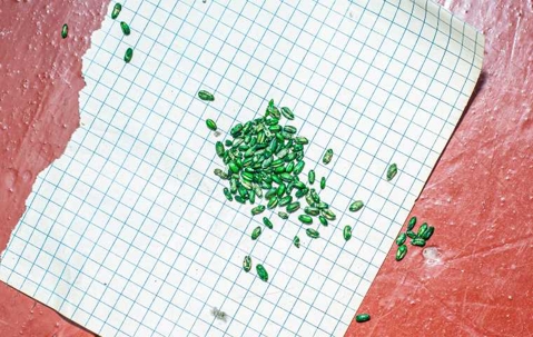 Mouse Poison - Here's What You Need To Know | Miche Pest Control