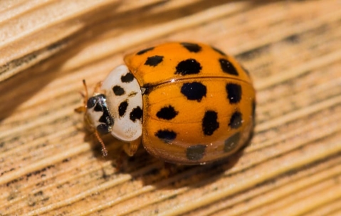 What You Ought To Know About The Invasive Asian Lady Beetle | Miche ...