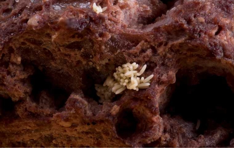 What Do Fly Eggs Look Like? | Miche Pest Control