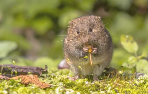 Voles vs Mice | Miche Pest Control