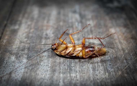 What Do Cockroaches Look Like? | Miche Pest Control