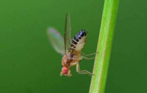 What Do Fruit Flies Look Like? | Miche Pest Control