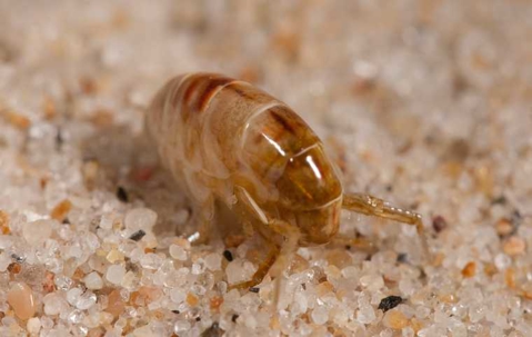 Do Sand Fleas Bite? | Miche Pest Control