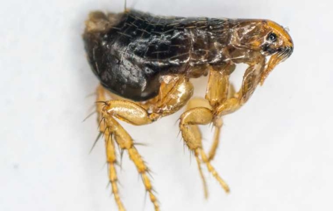 What Do Fleas Eat? | Miche Pest Control