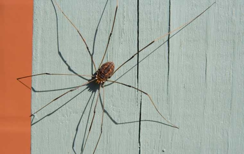 What Do Daddy Long Legs Eat? | Miche Pest Control