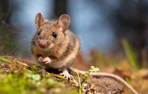 Field Mice vs. House Mice: 6 Key Differences | Miche Pest Control