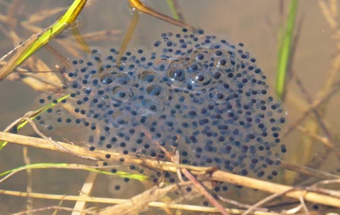 What Do Frog Eggs Look Like? | Miche Pest Control