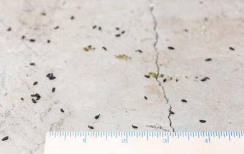 What Do Mouse Droppings Look Like Miche Pest Control