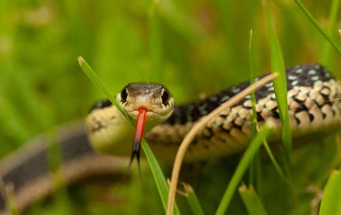 What Do Snake Droppings Look Like? | Miche Pest Control