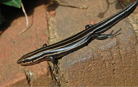 Are Skinks Poisonous? | Miche Pest Control