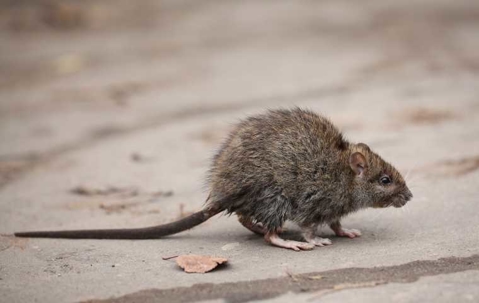 What Do Rat Droppings Look Like? | Miche Pest Control