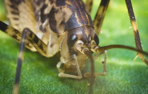 Do Spider Crickets Bite? | Miche Pest Control