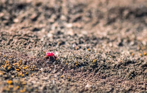 Tiny Red Bugs | Miche Pest Control