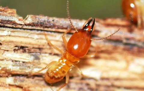 What Do Termites Eat? | Miche Pest Control