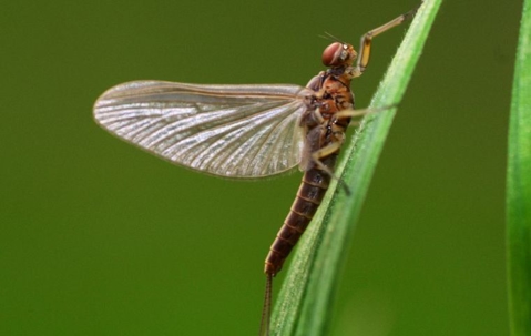 Do Mayflies Bite? | Miche Pest Control