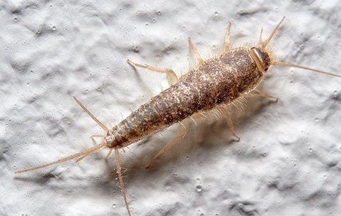 Silverfish control store