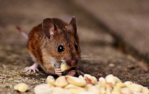 What Do Mice Eat? | Miche Pest Control