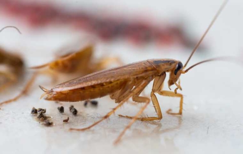 What Do Cockroach Droppings Look Like? | Miche Pest Control