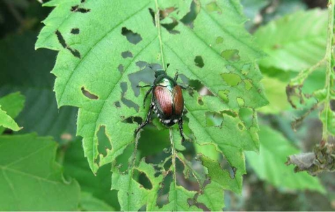 What Do Beetles Eat Miche Pest Control