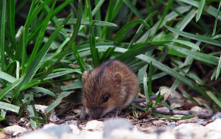 Pests | Miche Pest Control