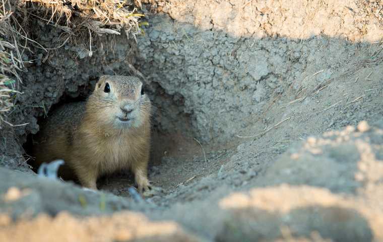 Pests | Miche Pest Control