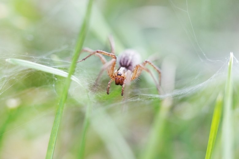 Are Grass Spiders Poisonous? | Miche Pest Control
