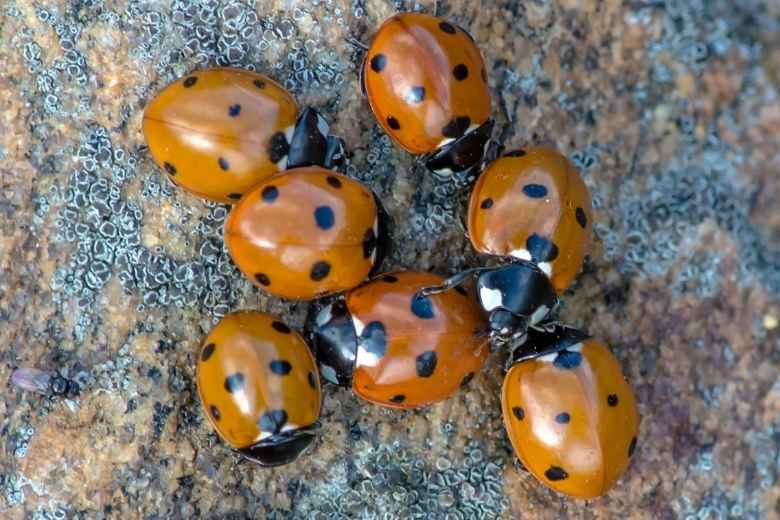 Are Ladybugs Invasive? | Miche Pest Control