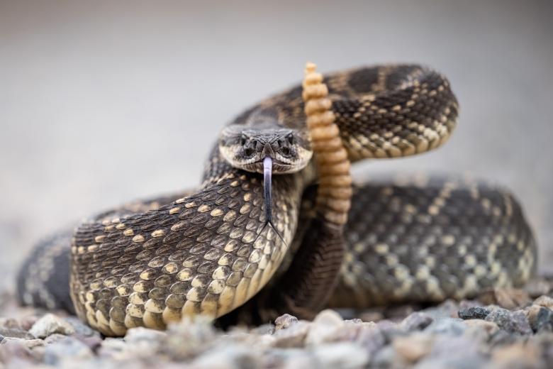 Are Rattlesnakes Poisonous? | Miche Pest Control