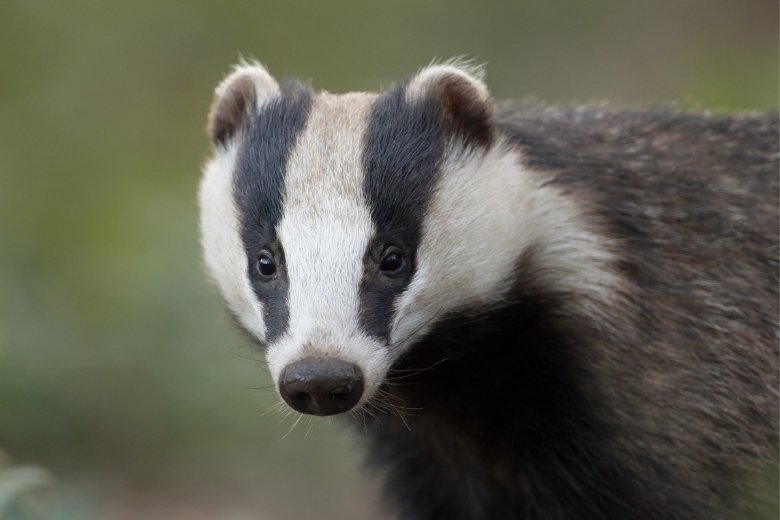 Badger Damage | Miche Pest Control