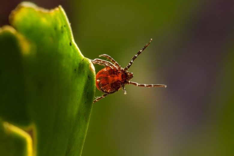 Can Ticks Fly? | Miche Pest Control