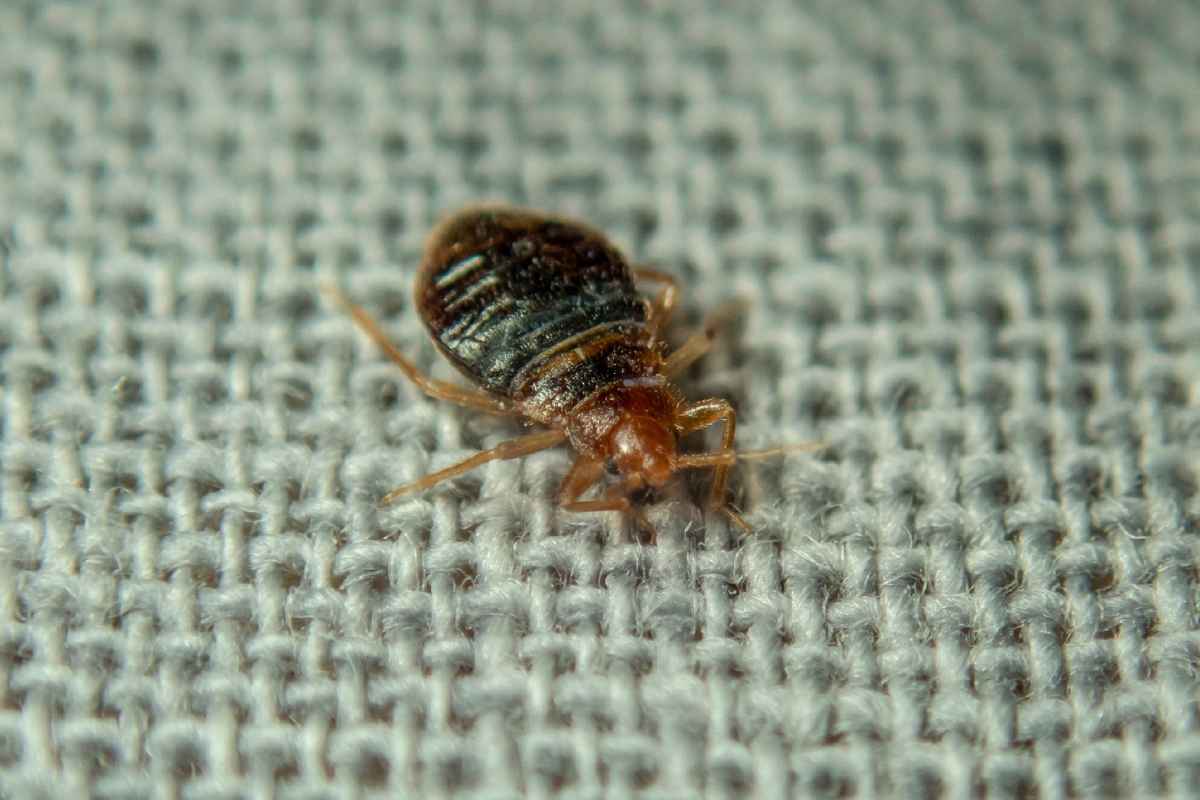 Do Bed Bugs Fly? | Miche Pest Control