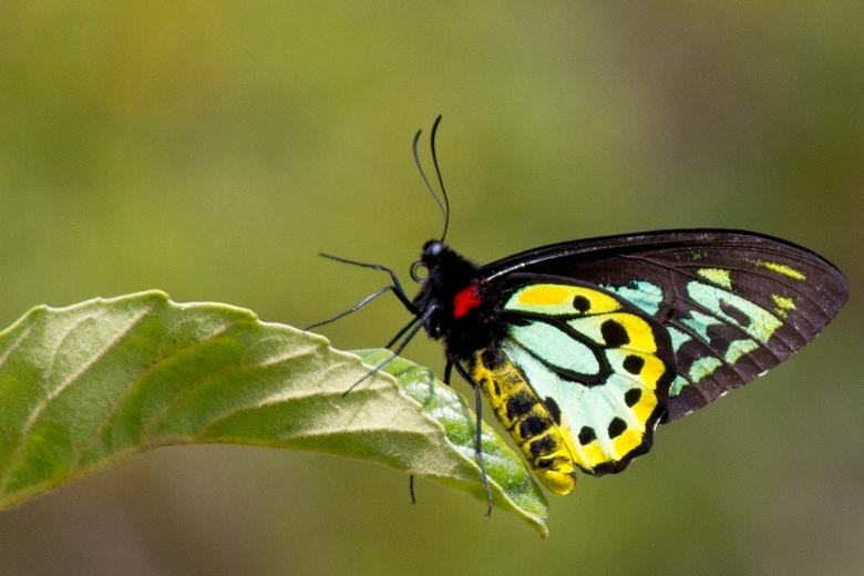 Do Butterflies Bite? | Miche Pest Control