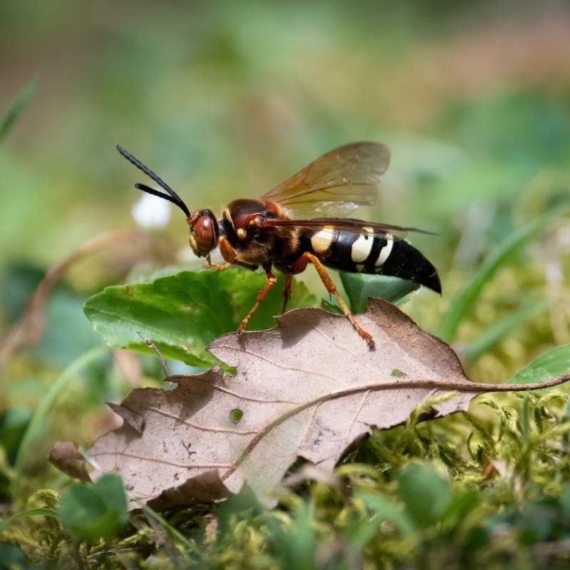 Do Cicada Killer Wasps Sting? | Miche Pest Control