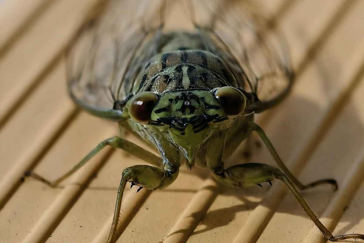 Do Cicadas Bite? | Miche Pest Control