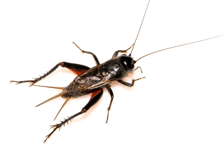 Do Crickets Bite? | Miche Pest Control