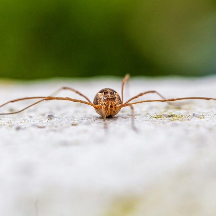Do Daddy Long Legs Bite? | Miche Pest Control