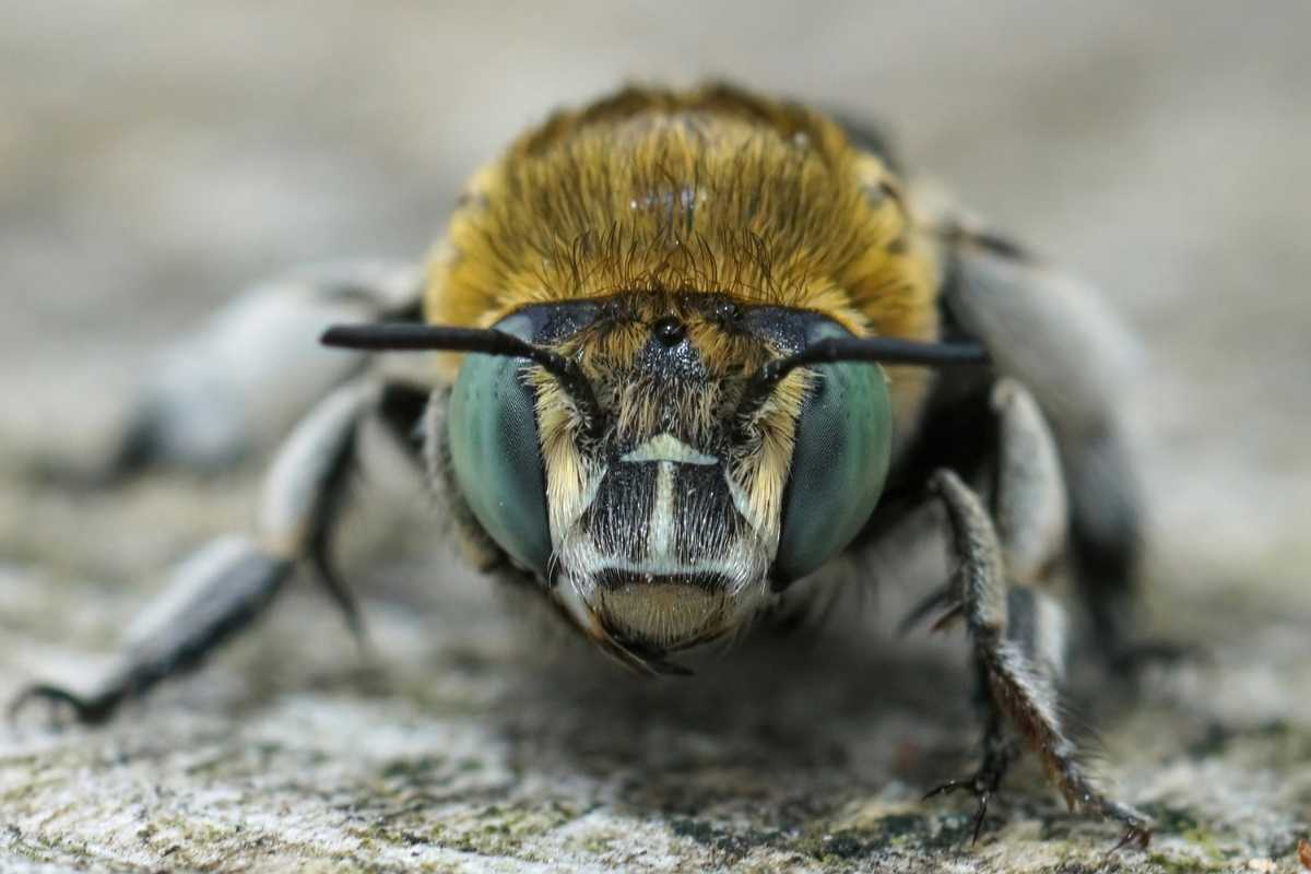 Do Digger Bees Bite? | Miche Pest Control