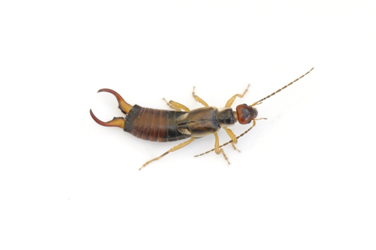 Do Earwigs Fly? | Miche Pest Control