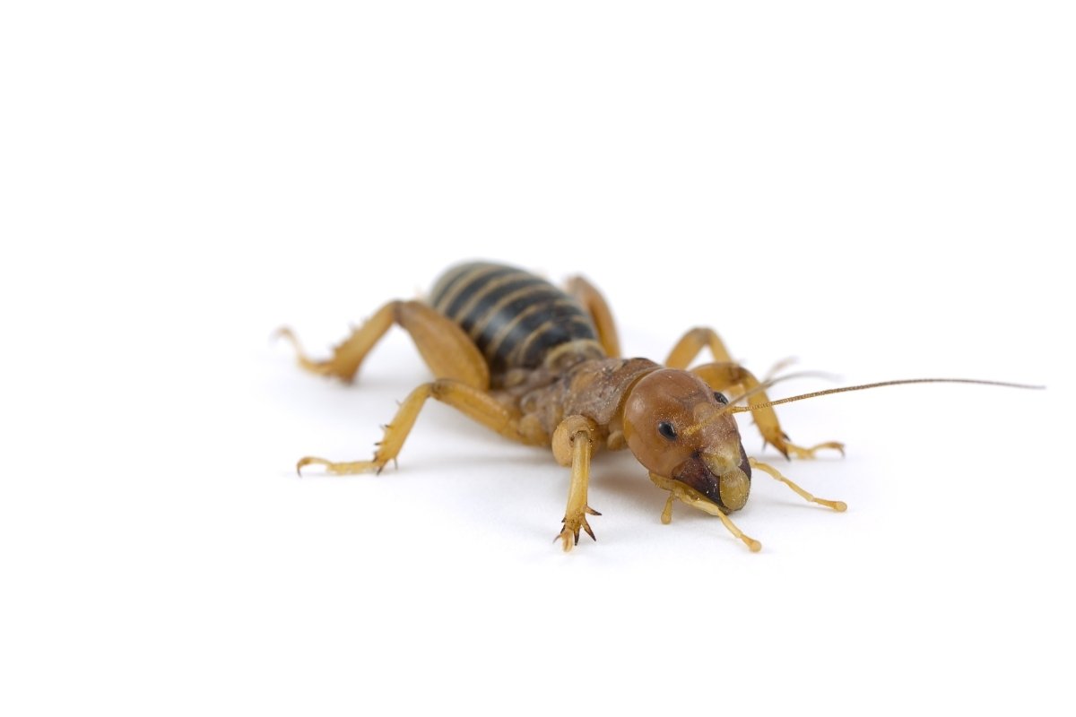 Do Jerusalem Crickets Bite? | Miche Pest Control