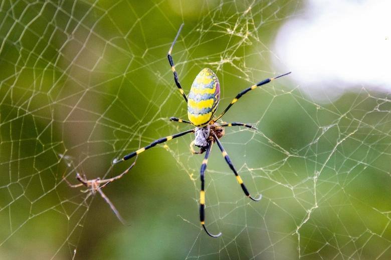 Do Joro Spiders Bite? | Miche Pest Control