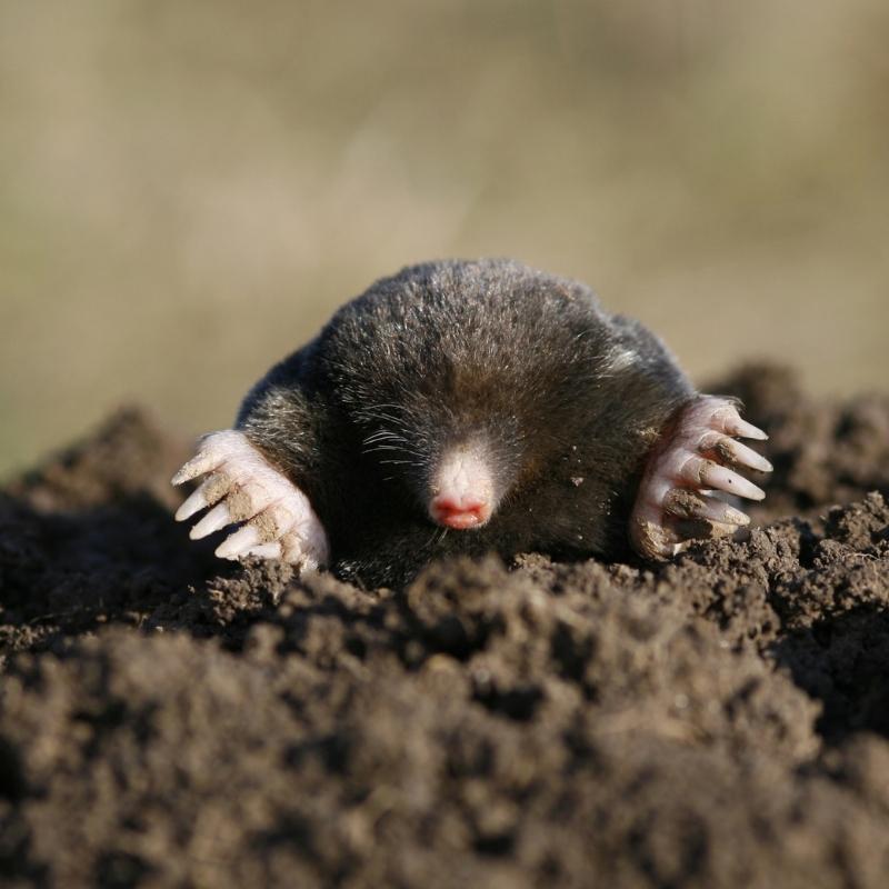 Do Moles Bite? | Miche Pest Control