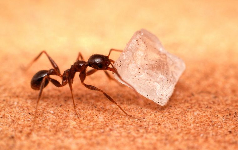 Do Sugar Ants Bite Human