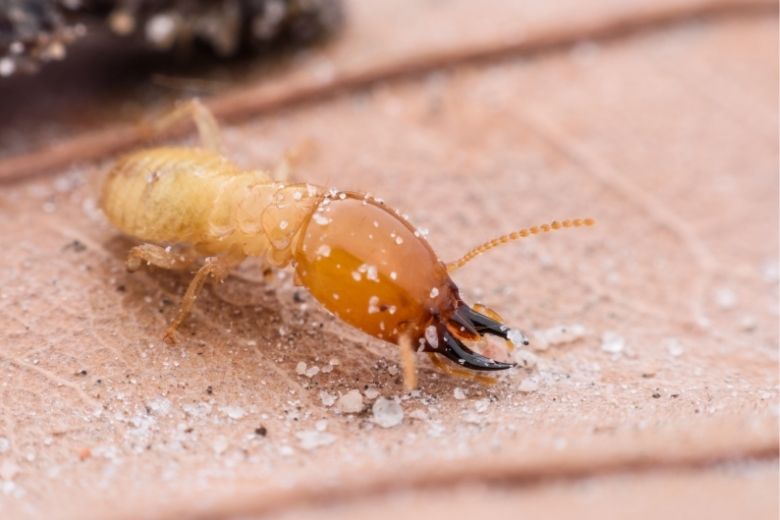 Do Termites Bite? | Miche Pest Control